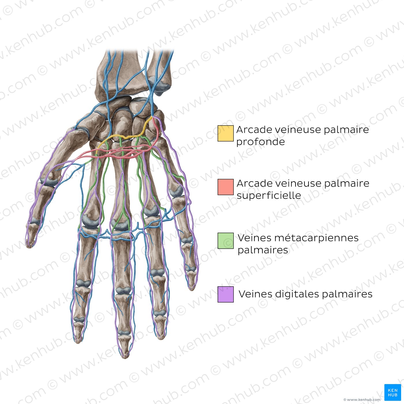 Anatomie de la main : os, muscles, artères et nerfs | Kenhub