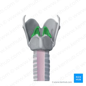 Cartilages of the larynx: Types and anatomy | Kenhub