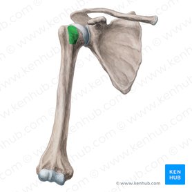 Humerus: Anatomy and clinical notes | Kenhub