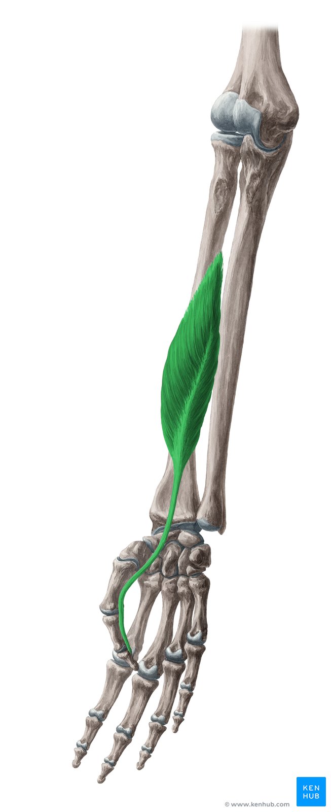 Ultrasound Guided M Flexor Pollicis Longus Tenosynovitis