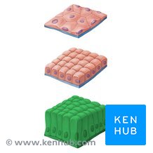 simple columnar epithelium kidney function