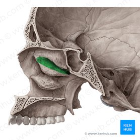 Nasal cavity: Anatomy, structure, parts, blood supply | Kenhub