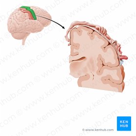 Lobes of the brain: Structure and function | Kenhub