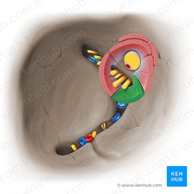 Inferior rectus: Origin, insertion, innervation, action | Kenhub