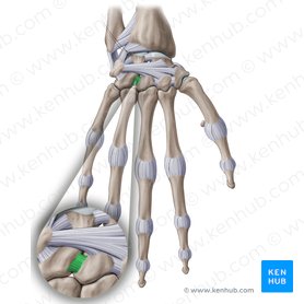 Hamate bone: Anatomy, articulations, attachments. | Kenhub