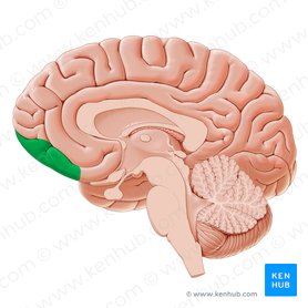 Orbitofrontal cortex: definition, structure and function | Kenhub