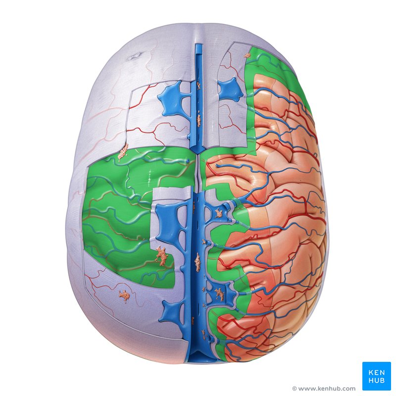 Arachnoid mater: Anatomy and function | Kenhub