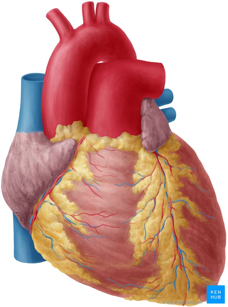 Herz: Anatomie, Aufbau, Funktion, Vorhöfe und Ventrikel | Kenhub