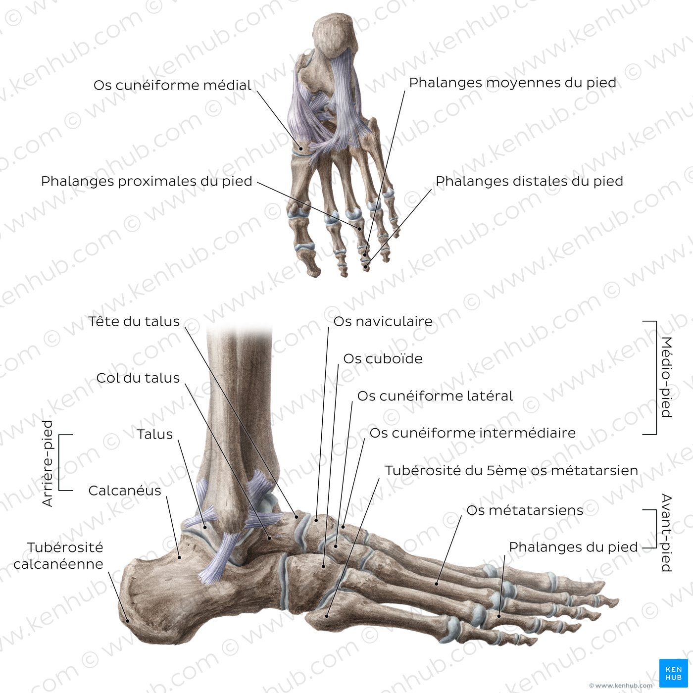 Pied et cheville: Os, articulations, muscles | Kenhub