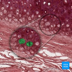 Cartílago hialino: Características histológicas y células | Kenhub