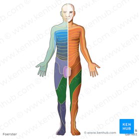 Dermatomes: Anatomy and dermatome map | Kenhub