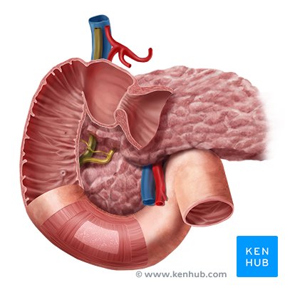 Duodenum: Anatomy, histology, composition, functions | Kenhub