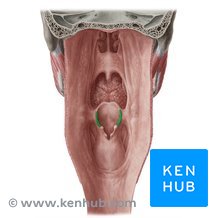 aryepiglottic fold function