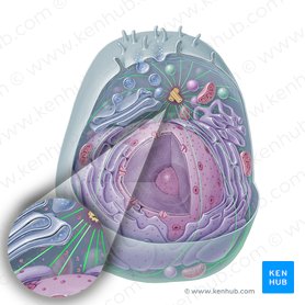 Cellular organelles and their functions | Kenhub