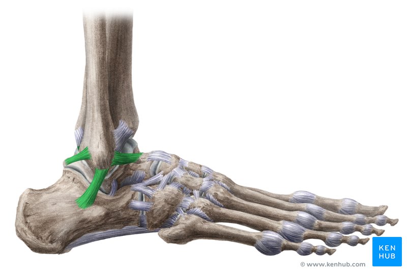 Articulação do tornozelo - Anatomia, Ossos e Ligamentos | Kenhub