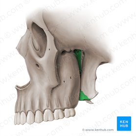 Palatine bone: Plates, borders, processes, articulations | Kenhub