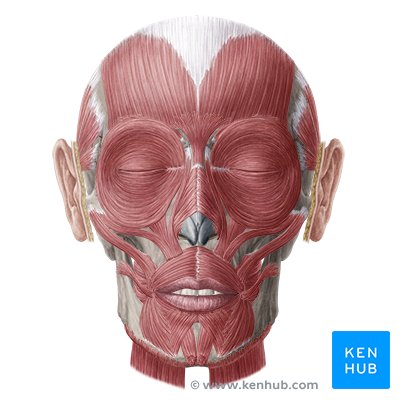 Anatomie des Kopfes: Arterien, Nerven & Muskeln | Kenhub