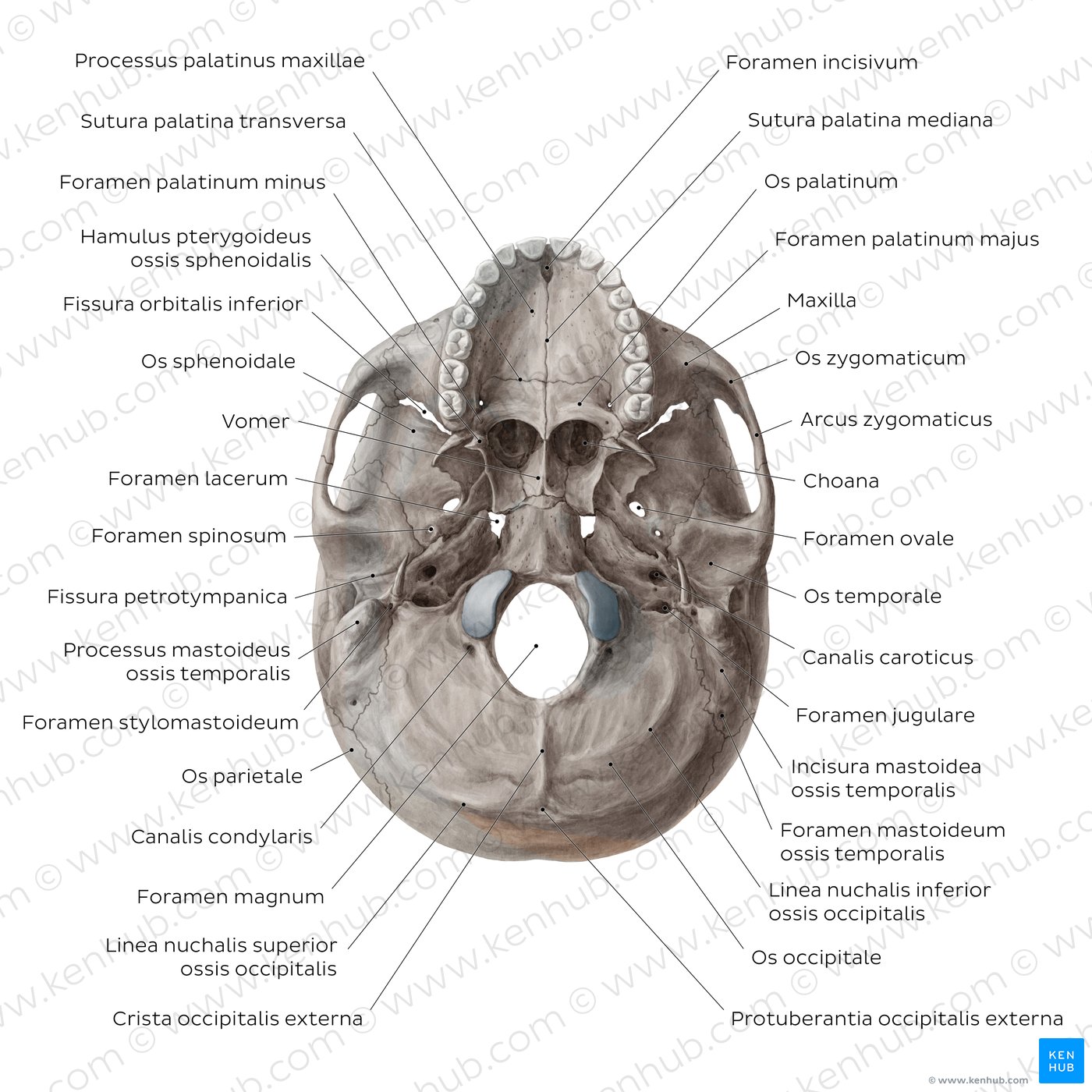 Schädel - Anatomie, Aufbau und Schädelknochen | Kenhub