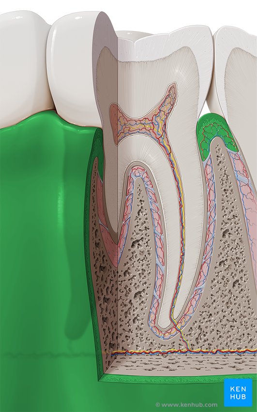 Gingiva: Types, histology and clinical aspects | Kenhub