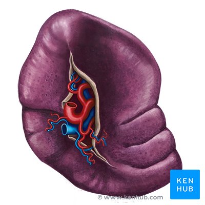 Bazo: anatomía ubicación y funciones | Kenhub