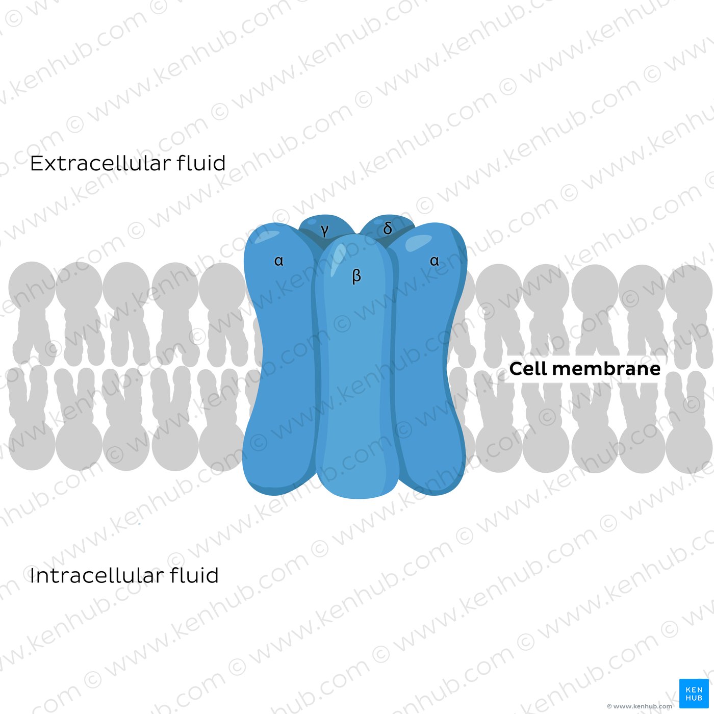 Ion channels and gradients | Kenhub