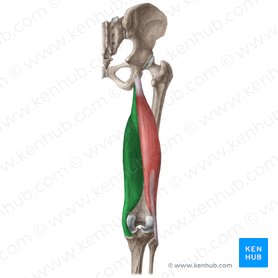 Nervus ischiadicus - Anatomie, Verlauf, Funktion & Läsion | Kenhub