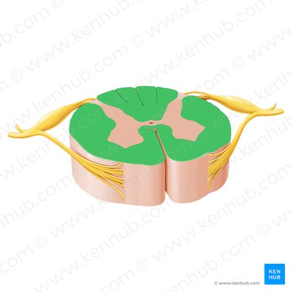 White matter: Anatomy and function | Kenhub