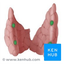 Paratiroides: ubicación, anatomía y función | Kenhub