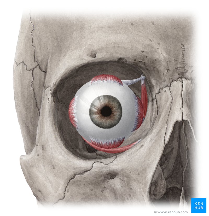 Extraocular muscles: Anatomy and movements | Kenhub