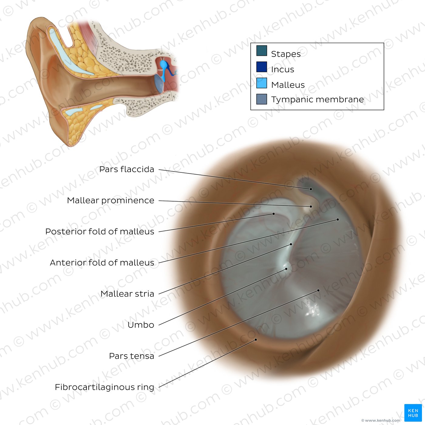 Middle ear: Anatomy, relating structures and supply | Kenhub