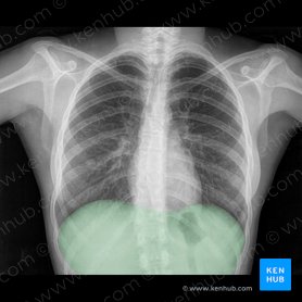 Diaphragm: Location, anatomy, innervation and function | Kenhub