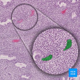 Capillaries: Continuous, fenestrated and sinusoidal | Kenhub
