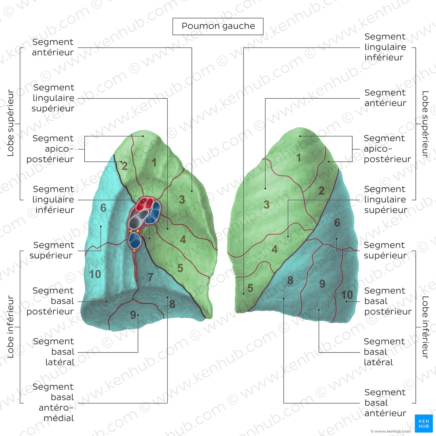Poumon : anatomie, vascularisation, innervation, fonction | Kenhub