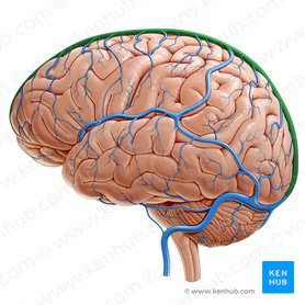 Dural venous sinuses: Anatomy | Kenhub