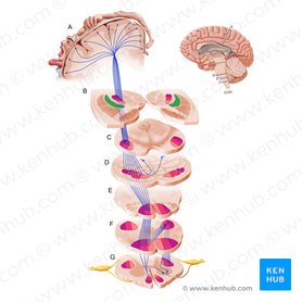 Pallidum - Anatomie & Funktion | Kenhub