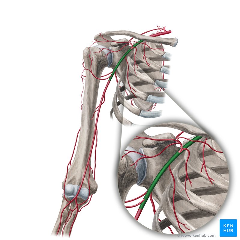 Arteria axilar: Anatomía, ramas e irrigación | Kenhub