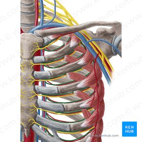 Internal intercostal muscles: Attachments,supply, action | Kenhub