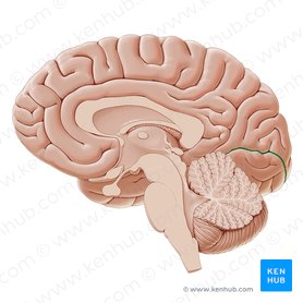 Lóbulo occipital: Anatomía, función y aspectos clínicos | Kenhub