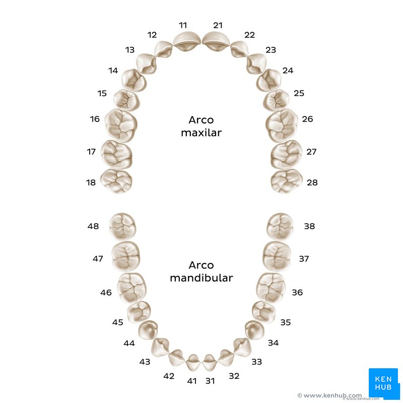 Dientes humanos: Nombres, tipos, anatomía | Kenhub
