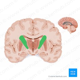 Internal capsule: anatomy, structure and function | Kenhub