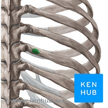 Tubercle of rib: Anatomy and function | Kenhub
