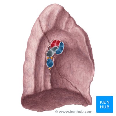 Pulmones: Anatomía, estructura, circulación | Kenhub