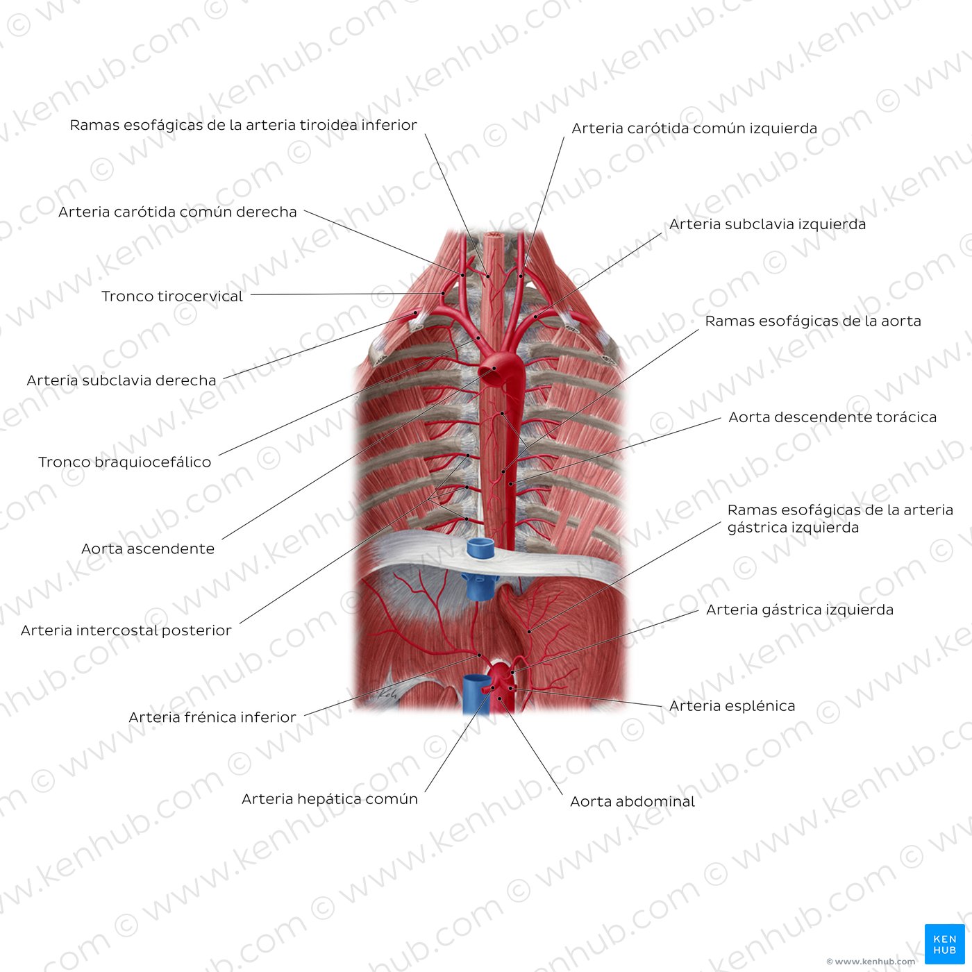 Esófago: Anatomía, esfínteres, arterias, venas, nervios | Kenhub