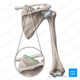 Scapula (Schulterblatt) - Anatomie, Aufbau und Musklen | Kenhub