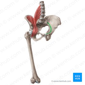 Os ilium (Darmbein) - Anatomie, Gelenke, Klinik | Kenhub