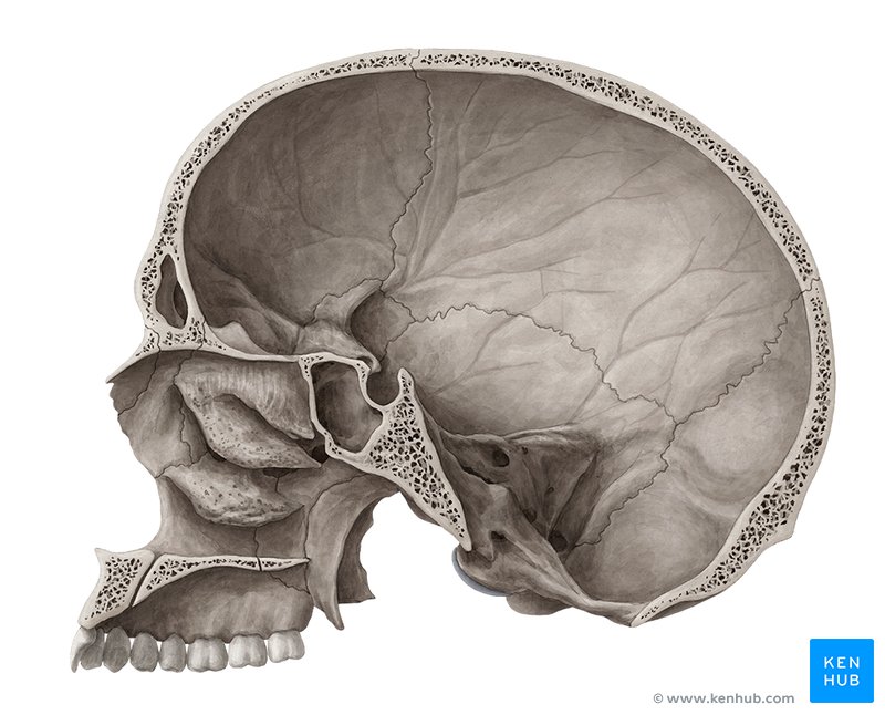 Ostiomeatal complex: Anatomy and boundaries | Kenhub