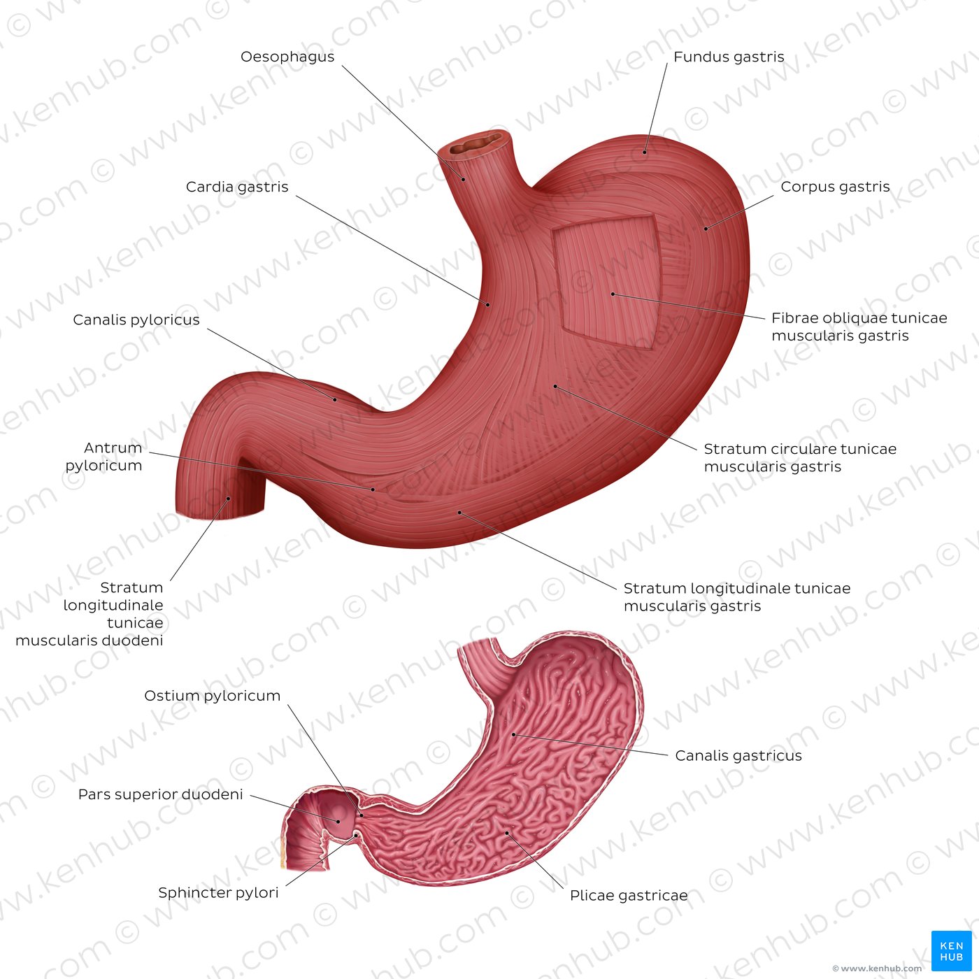 Magen (Gaster): Anatomie, Funktion und Histologie | Kenhub