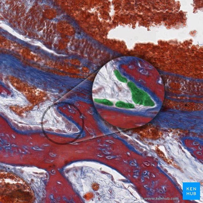 Osteoblast: definition, structure and function | Kenhub