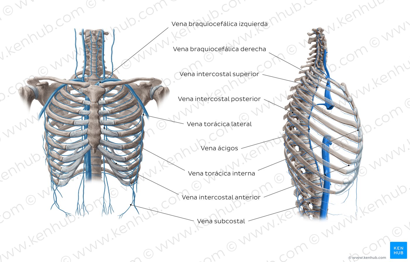Tórax: Anatomía, caja torácica, cavidad, órganos, nervios | Kenhub