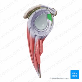 Articulação do ombro (glenoumeral) - Anatomia e músculos | Kenhub